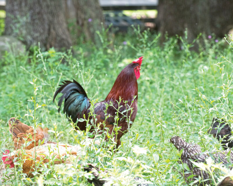 Suburban Farming: Backyard Chickens Come Home to Roost – Middleburg Life