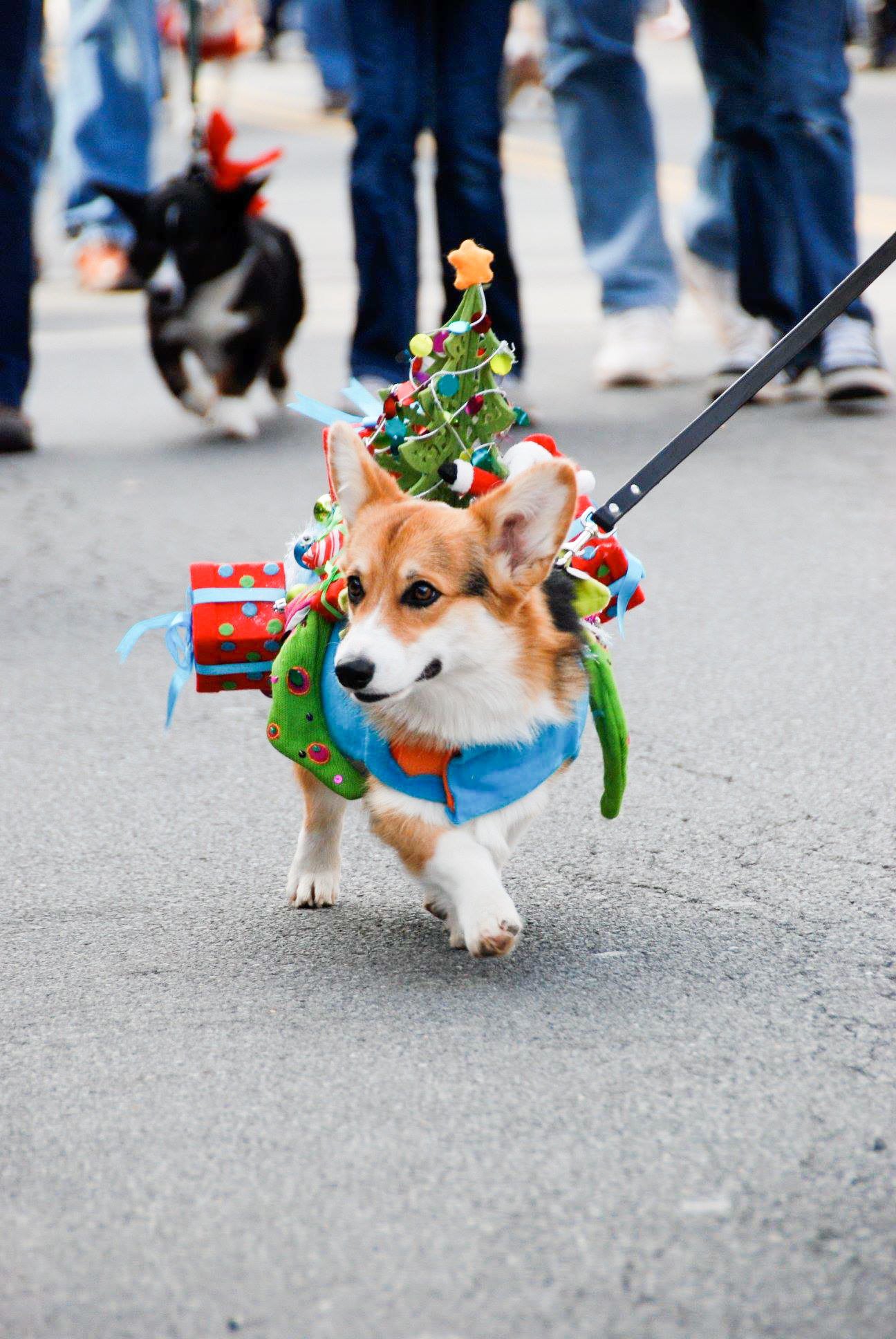 The People Behind The Parade – Middleburg Life